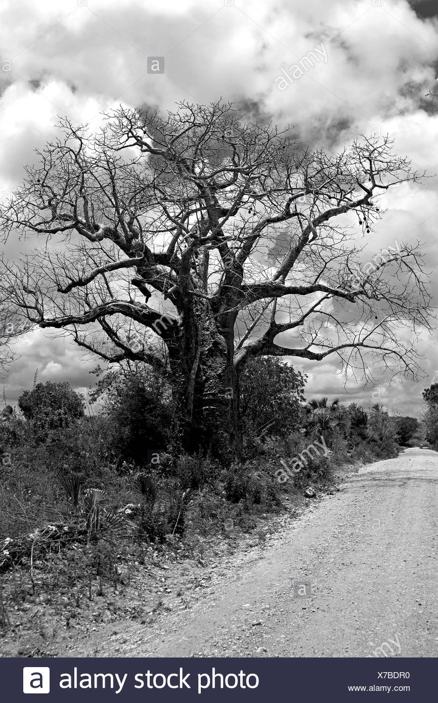 African Baobab Tree Black and White Stock Photos & Images - Alamy
