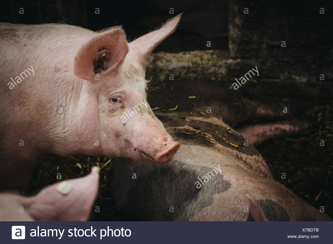 Side View Of A Pig High Resolution Stock Photography and Images - Alamy