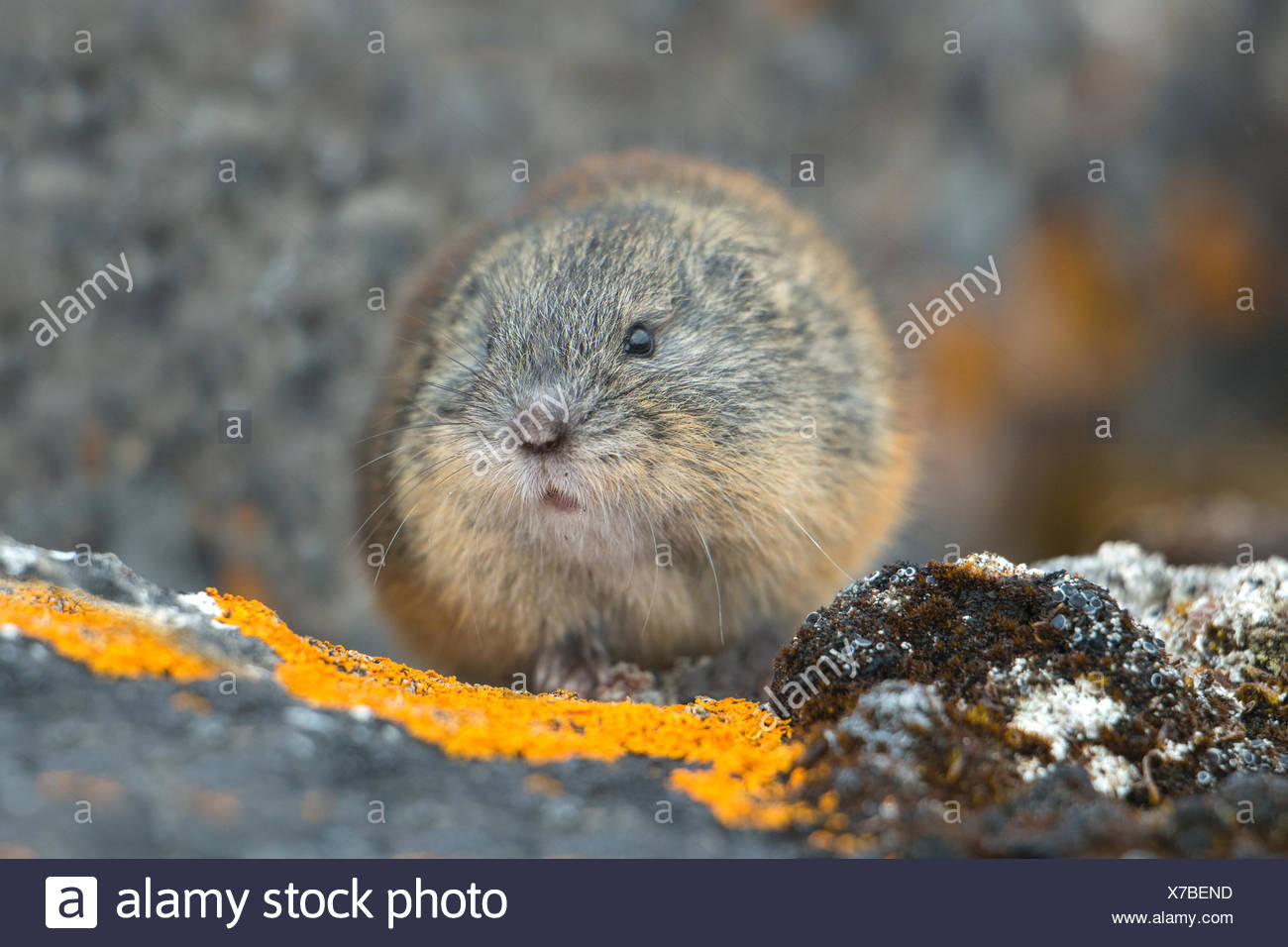 Brown Lemming High Resolution Stock Photography and Images - Alamy