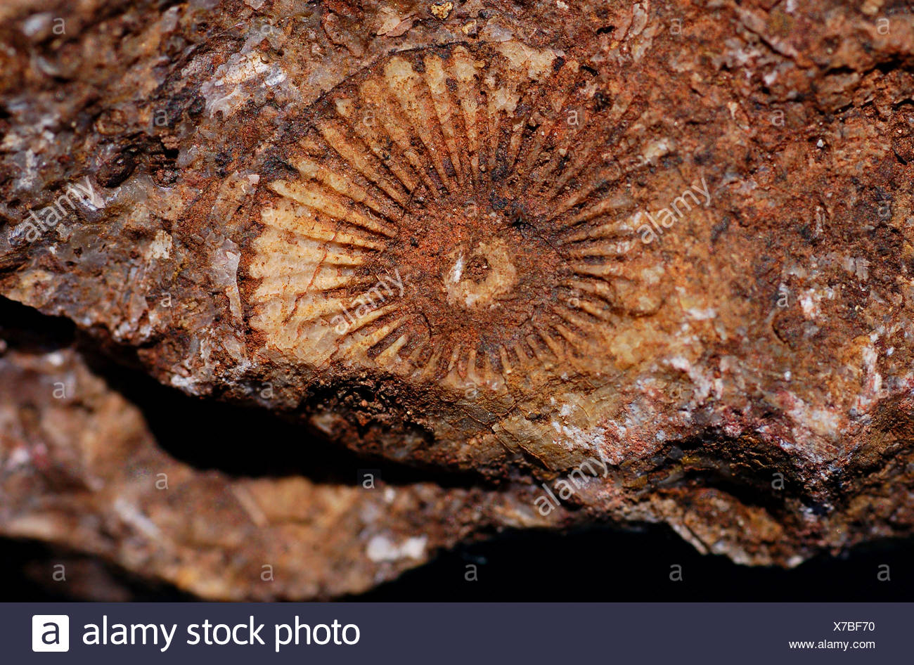 Fossil Crinoids Stock Photos & Fossil Crinoids Stock Images - Alamy