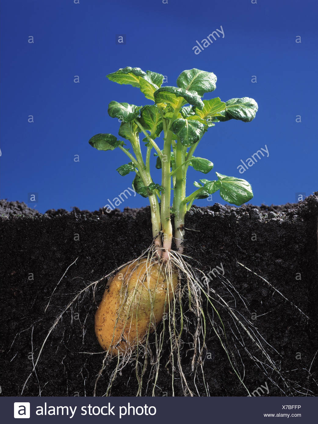 Potato Plant Cross Section High Resolution Stock Photography and Images ...