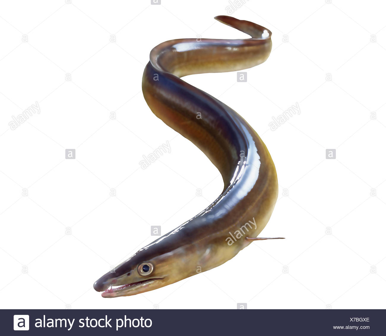 Pike Conger High Resolution Stock Photography and Images - Alamy