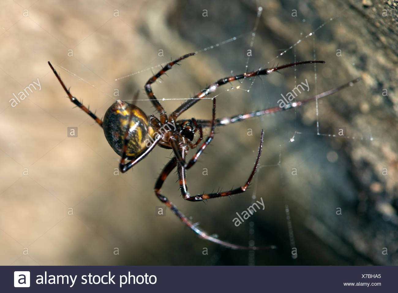 Cave Spider High Resolution Stock Photography and Images - Alamy