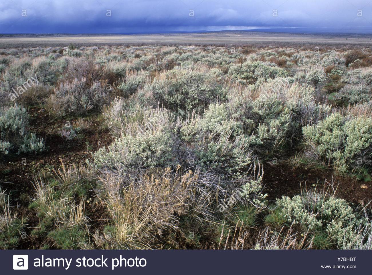 Great Basin Desert Sagebrush Stock Photos & Great Basin Desert ...