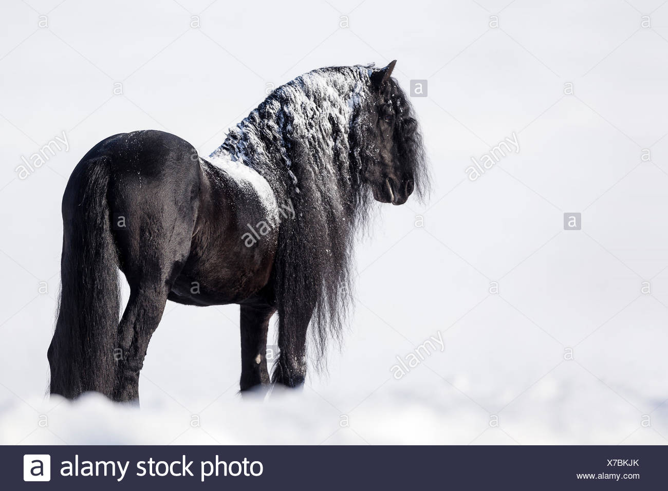 Friesian Snow High Resolution Stock Photography and Images - Alamy