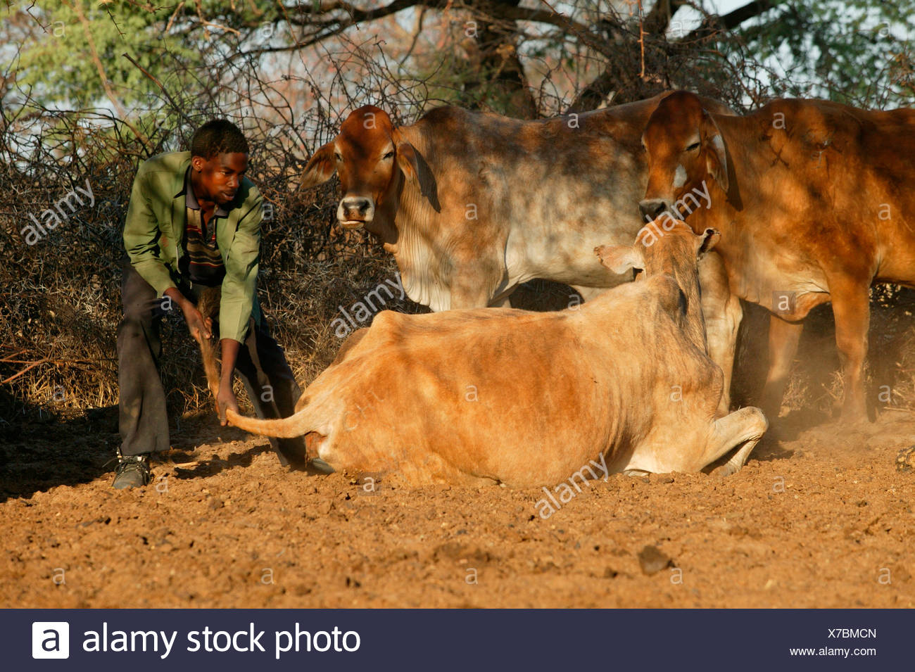 Cow Treatment High Resolution Stock Photography and Images - Alamy