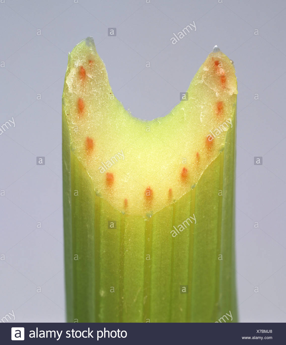 Xylem Tissue Stock Photos & Xylem Tissue Stock Images - Alamy