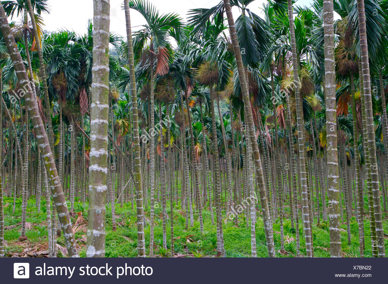 Betel Nut Trees Stock Photos & Betel Nut Trees Stock Images - Alamy