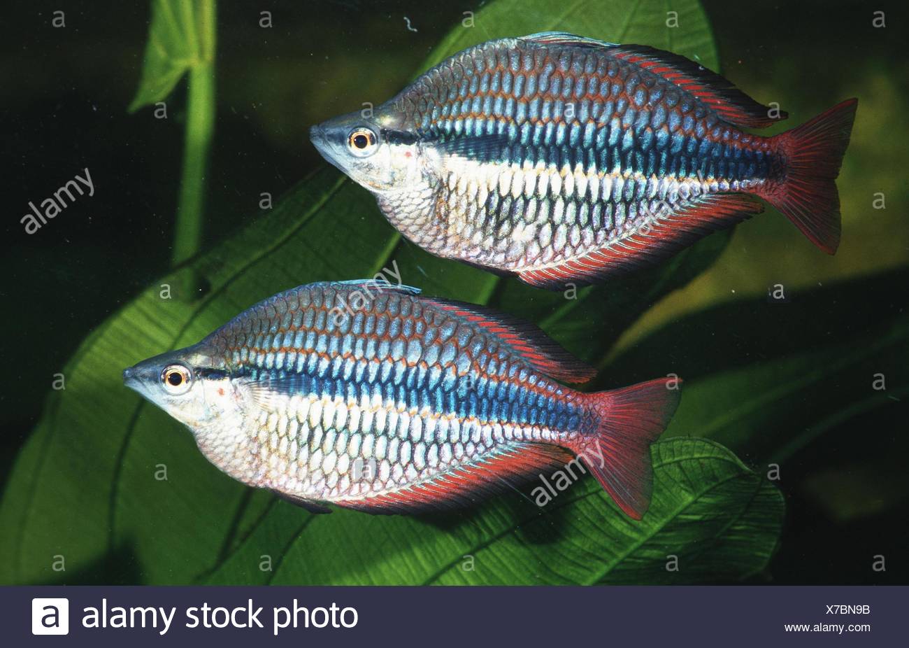 Goyder River Rainbowfish High Resolution Stock Photography and Images ...