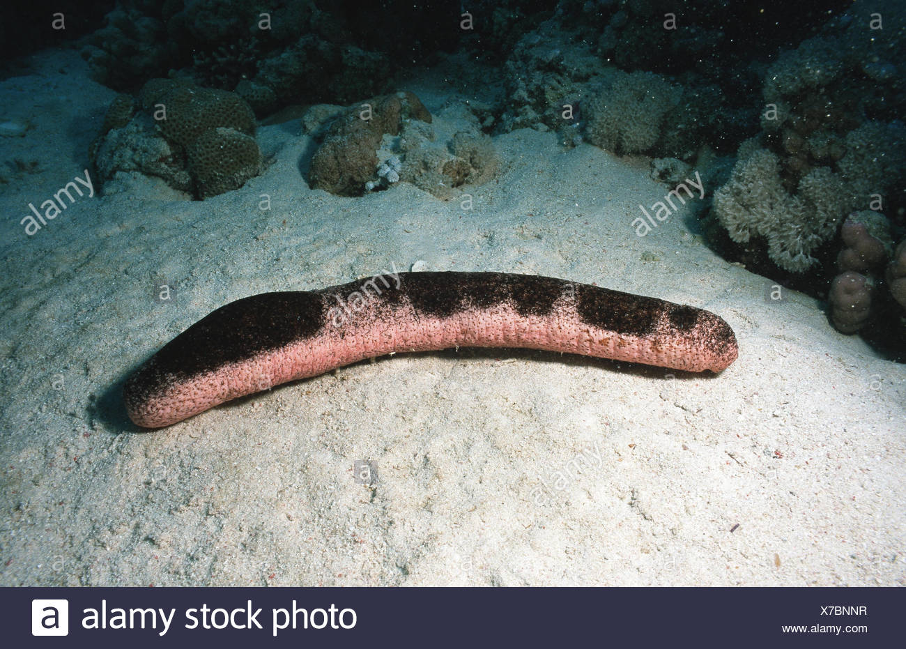 Seegurke Stock Photos & Seegurke Stock Images - Alamy