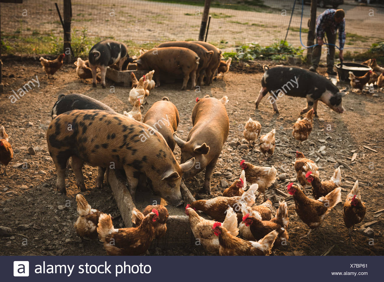Pigs Eating Grains High Resolution Stock Photography and Images - Alamy