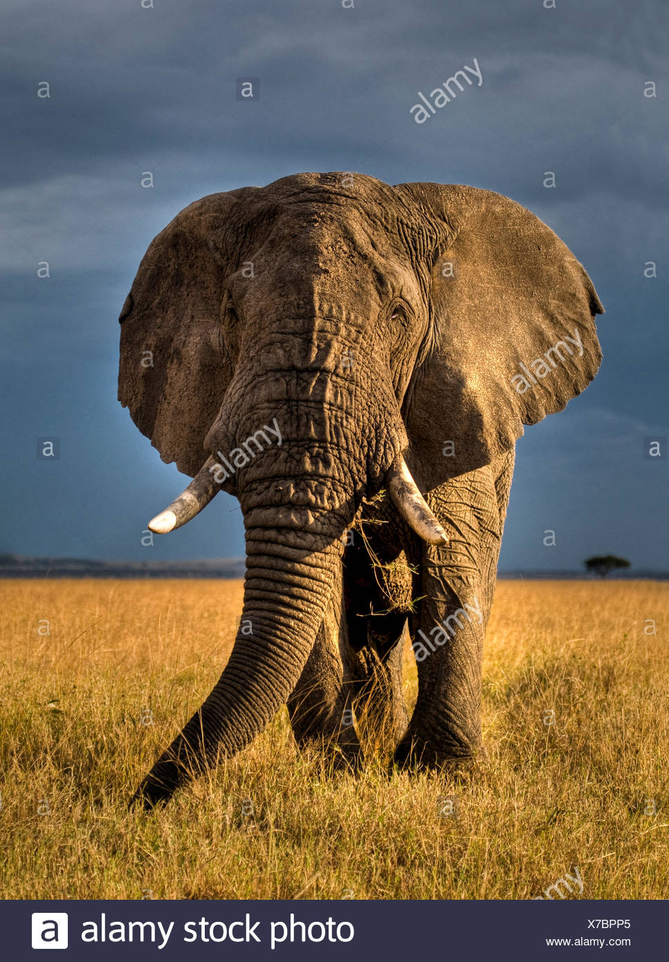 African Elephant Bull High Resolution Stock Photography and Images - Alamy