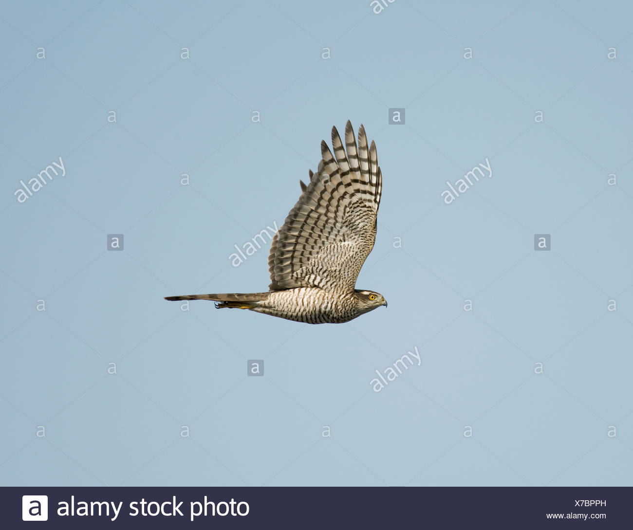 Sparrowhawk Flying High Resolution Stock Photography and Images - Alamy
