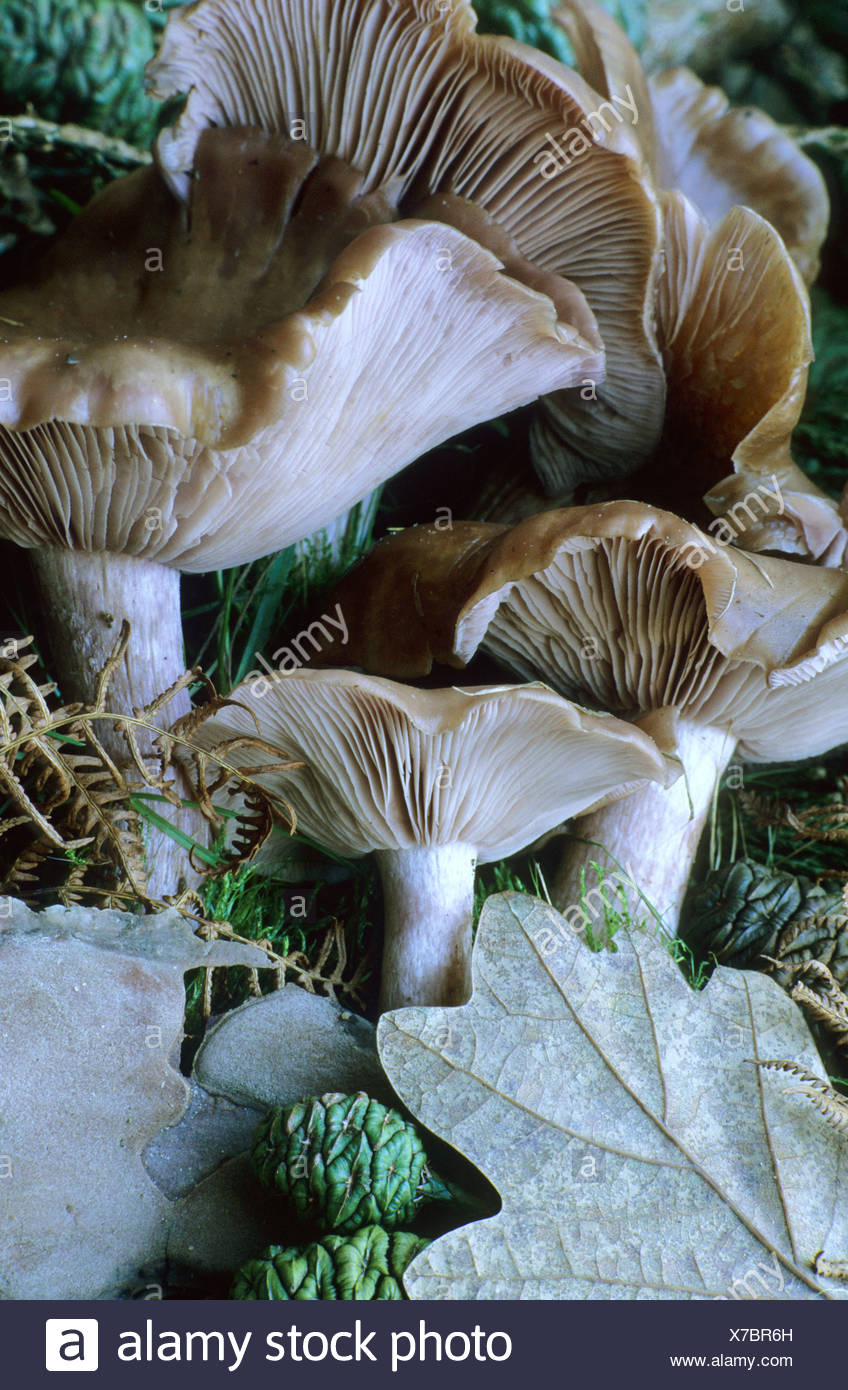 Edible Wood Blewit Fungi Stock Photos & Edible Wood Blewit Fungi Stock ...