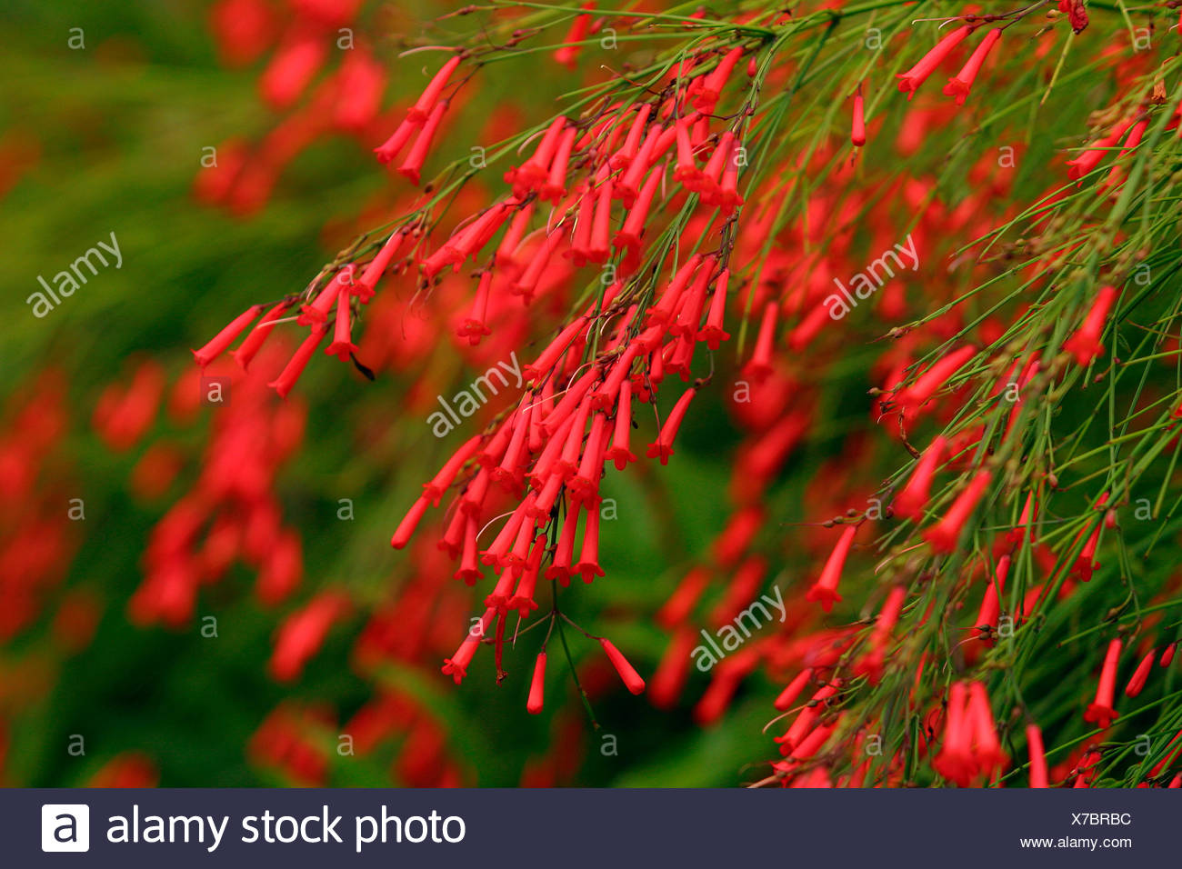 Firecracker Bush High Resolution Stock Photography and Images - Alamy
