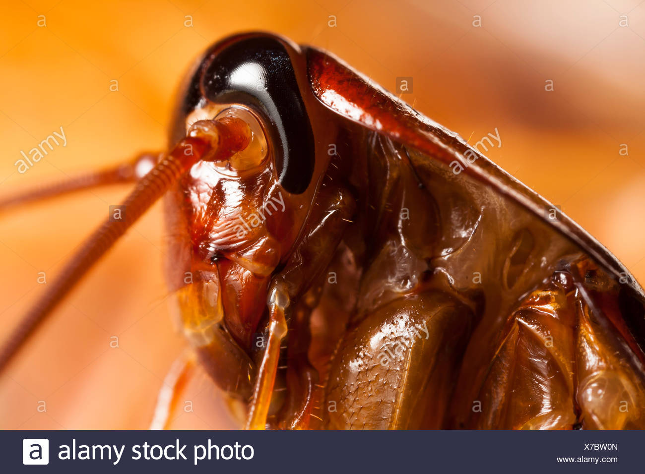 Cockroach Side View High Resolution Stock Photography and Images - Alamy