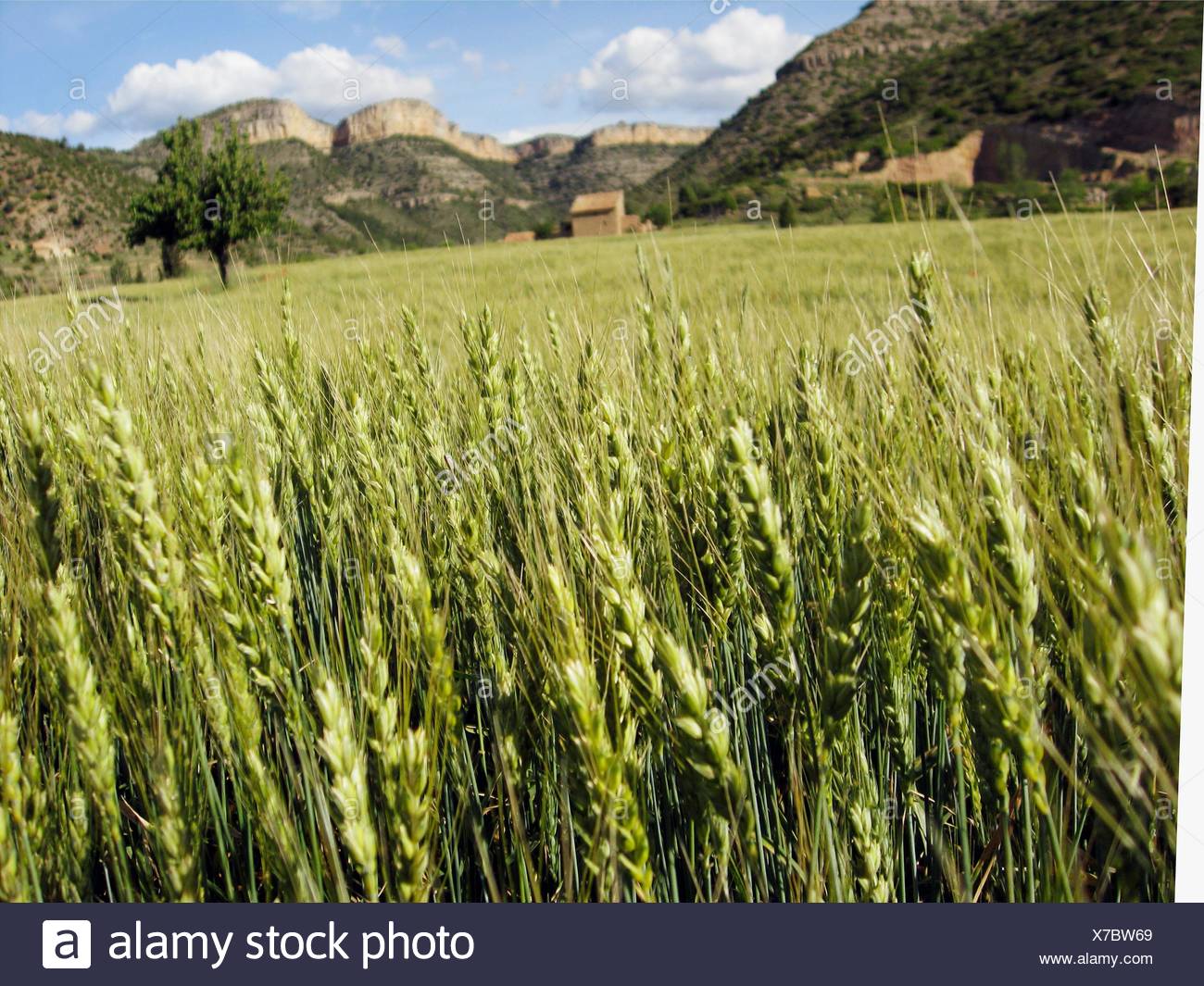 Mora Tree Stock Photos & Mora Tree Stock Images - Alamy