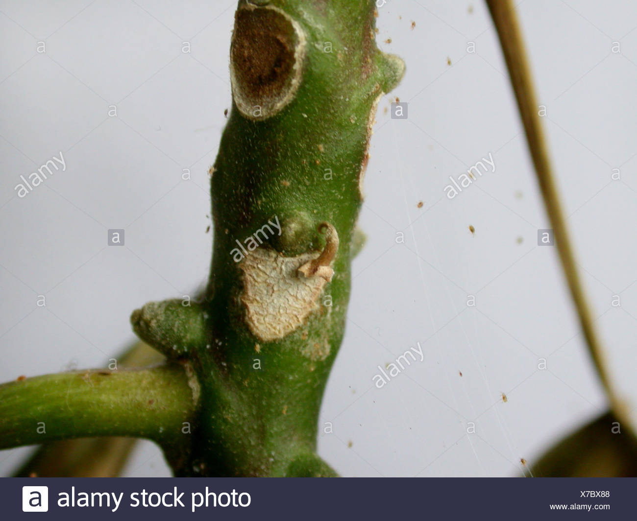 Spider Mites Stock Photos & Spider Mites Stock Images - Alamy