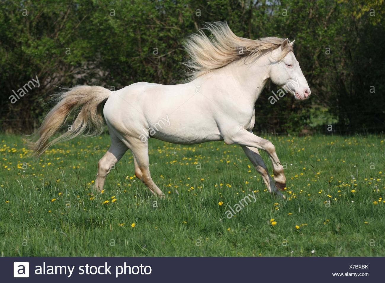 Connemara Pony High Resolution Stock Photography and Images - Alamy