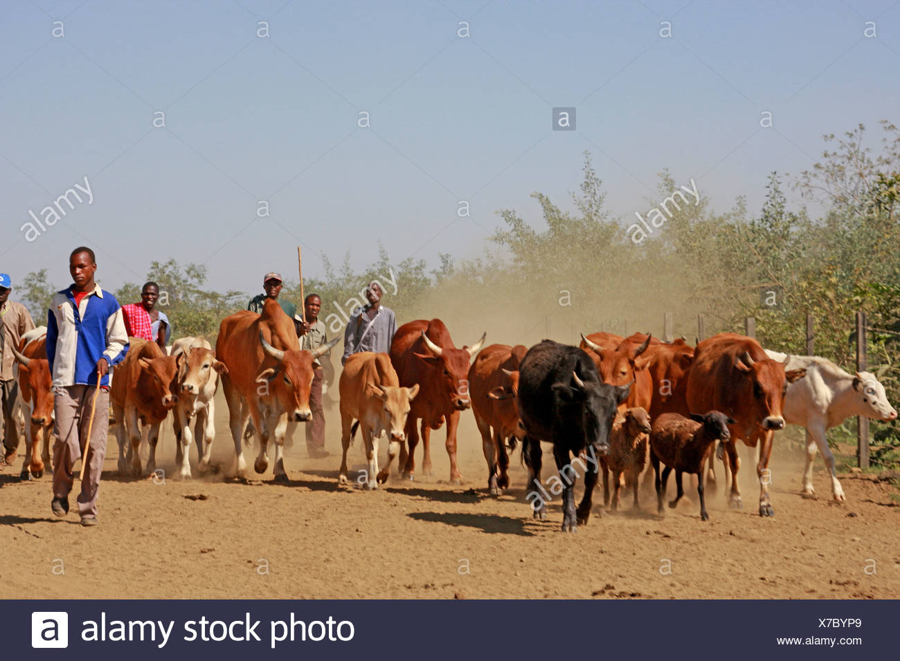 Maasai Sheperds With A Herd Of Cattle And Sheep High Resolution Stock ...