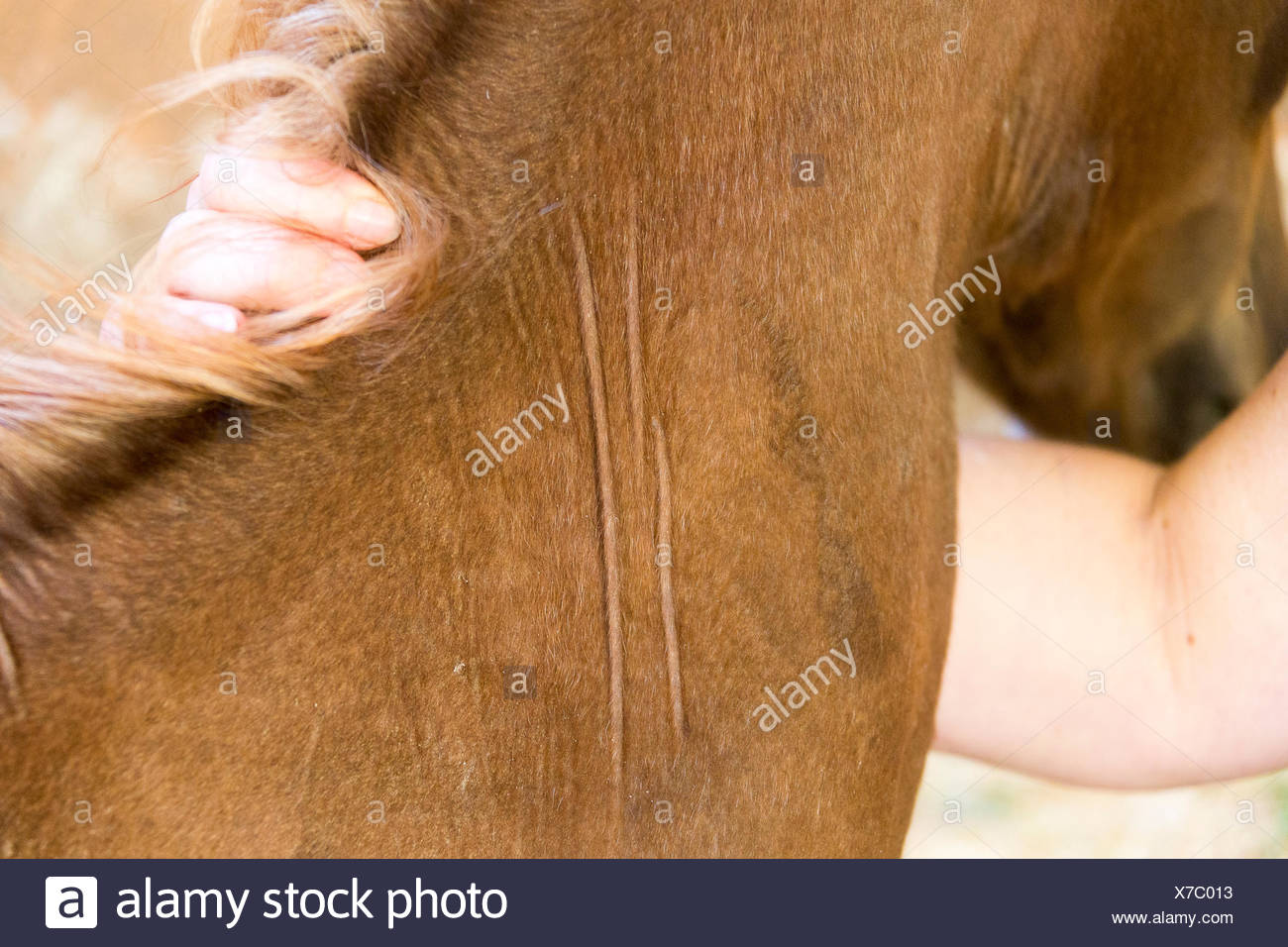 Pinched Skin High Resolution Stock Photography and Images - Alamy