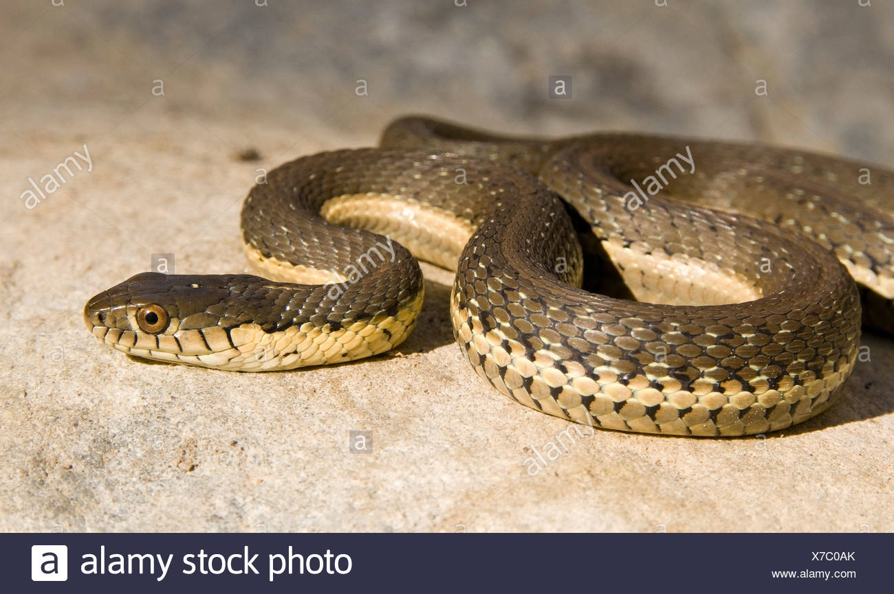 Two Striped Garter Snake High Resolution Stock Photography and Images ...