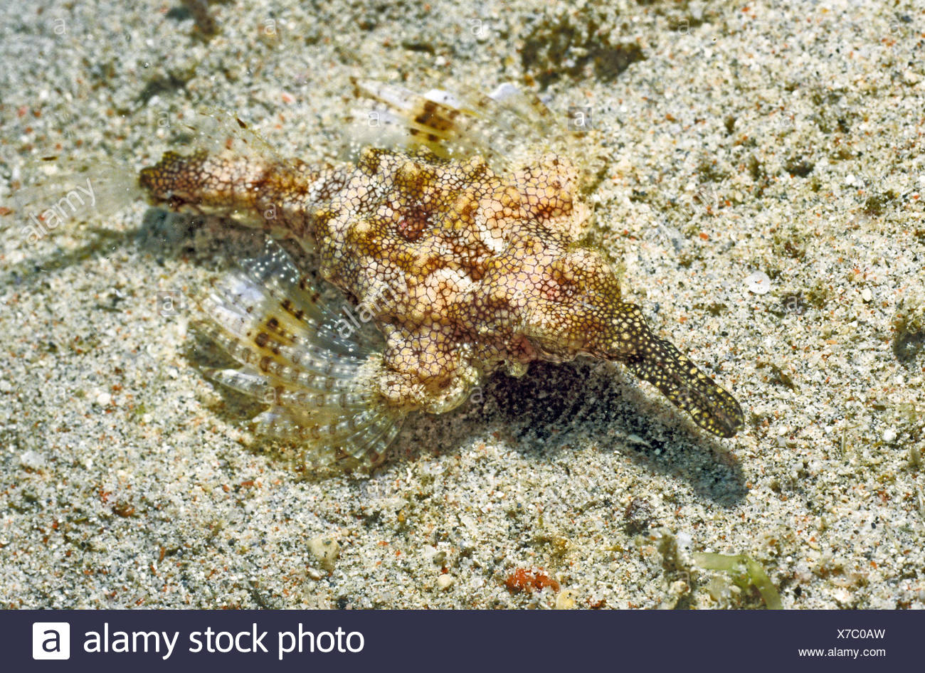 Pegasus Fish High Resolution Stock Photography and Images - Alamy