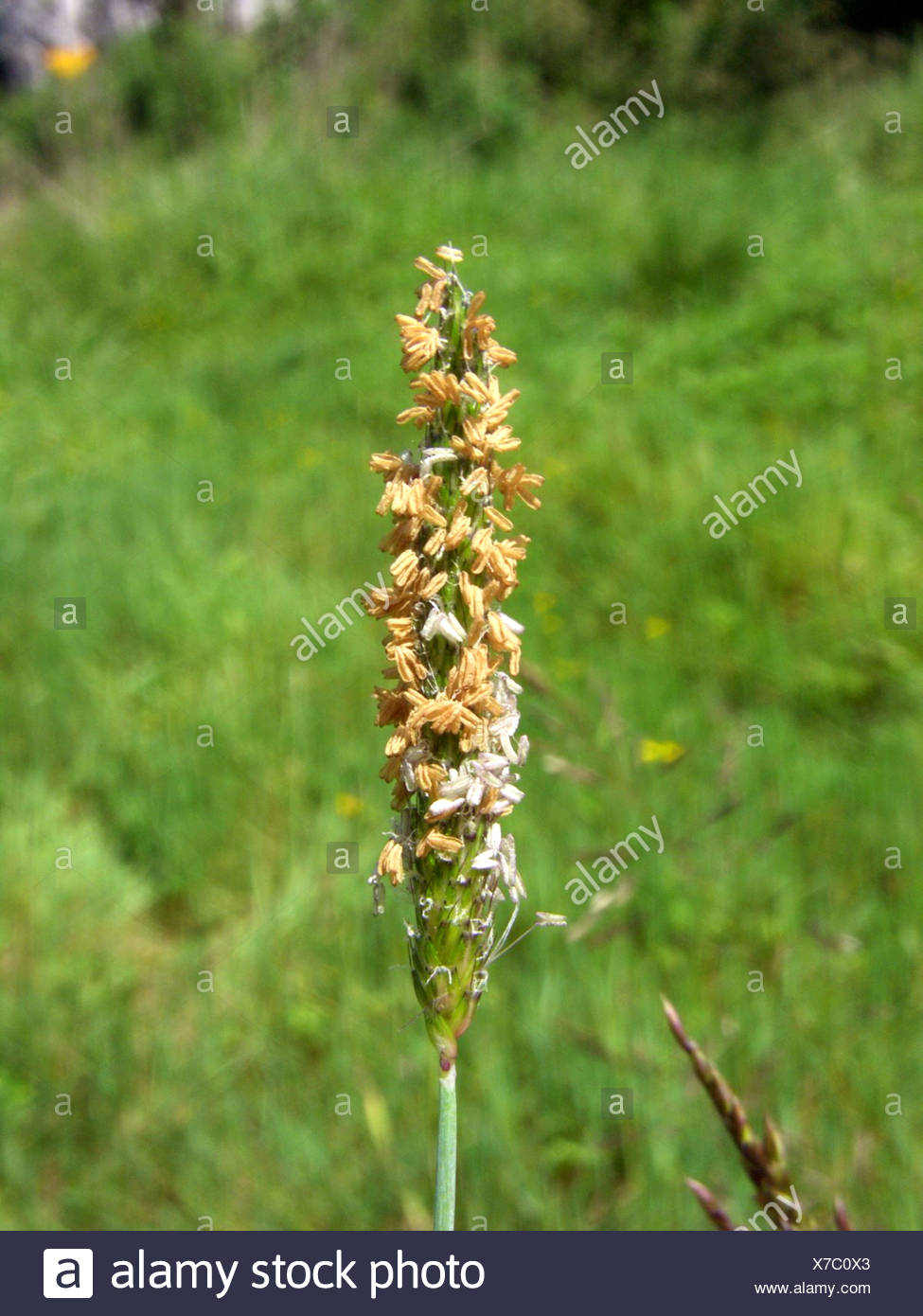 Poland A Jagel High Resolution Stock Photography and Images - Alamy