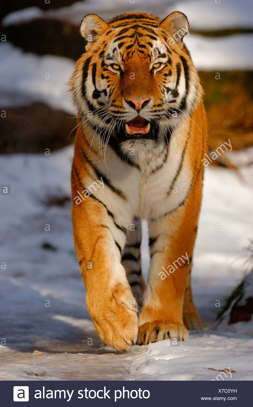 Tiger Fangs High Resolution Stock Photography and Images - Alamy