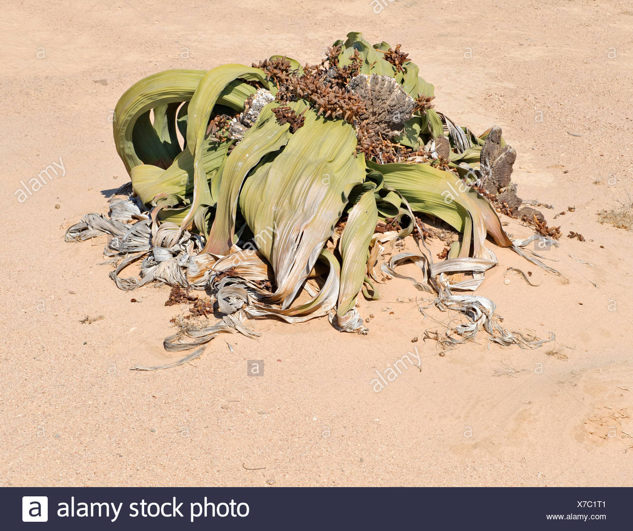 Welwitschia Mirabilis High Resolution Stock Photography and Images - Alamy
