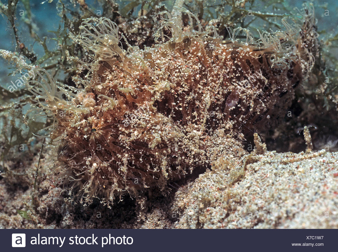 Atlantic And Indo Pacific High Resolution Stock Photography and Images ...