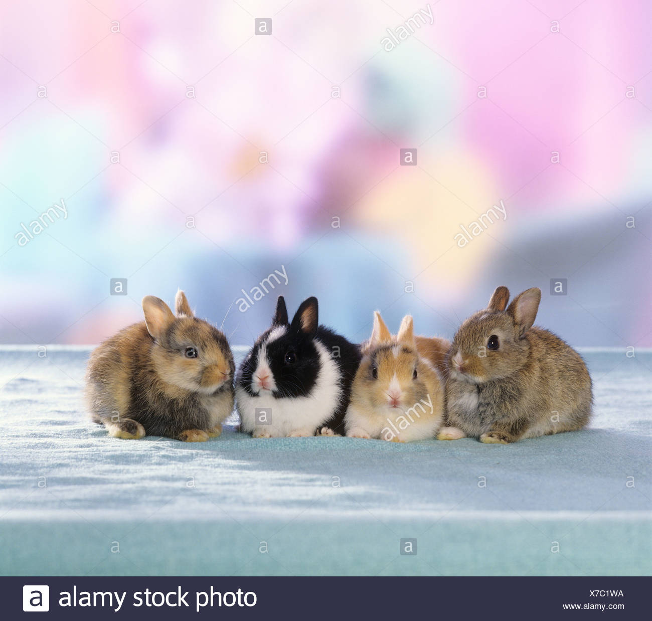 Four Rabbits Stock Photos & Four Rabbits Stock Images - Alamy