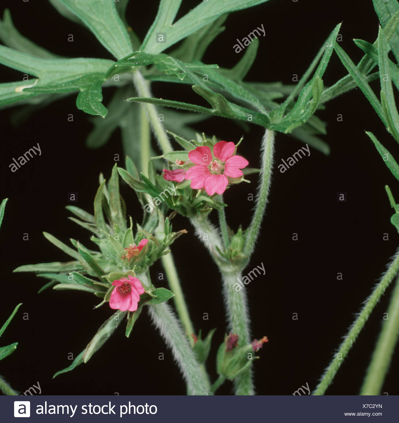 Cut Leaved Cranesbill Geranium Dissectum Stock Photos & Cut Leaved ...