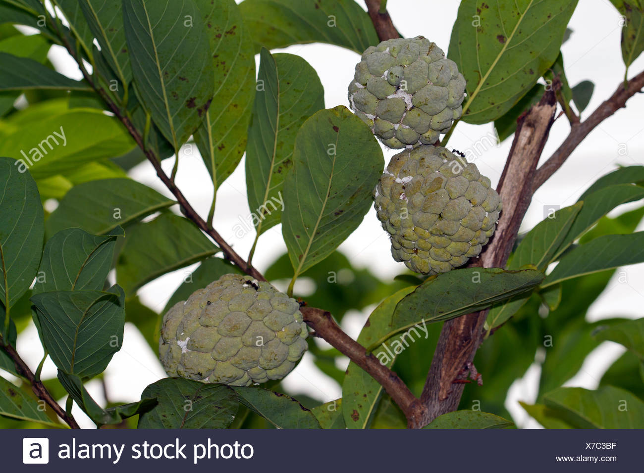 Sweetsop Stock Photos & Sweetsop Stock Images - Alamy