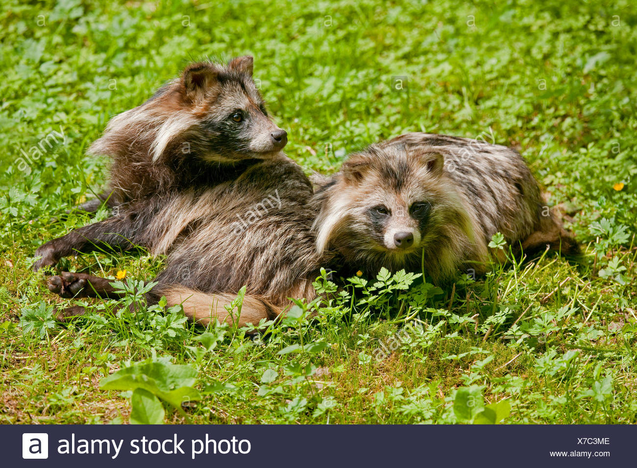 Two Raccoon High Resolution Stock Photography and Images - Alamy
