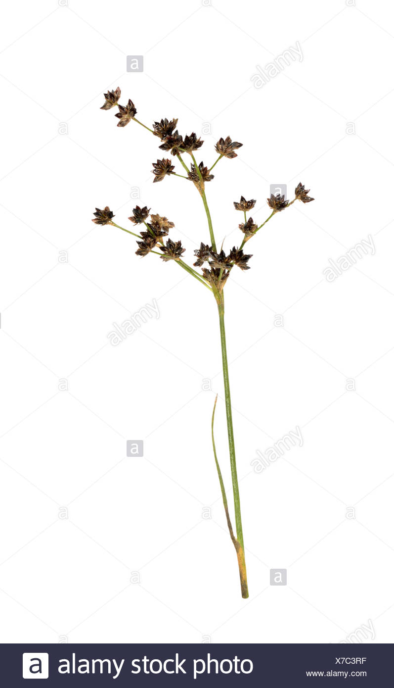 Jointed Stem Stock Photos & Jointed Stem Stock Images - Alamy