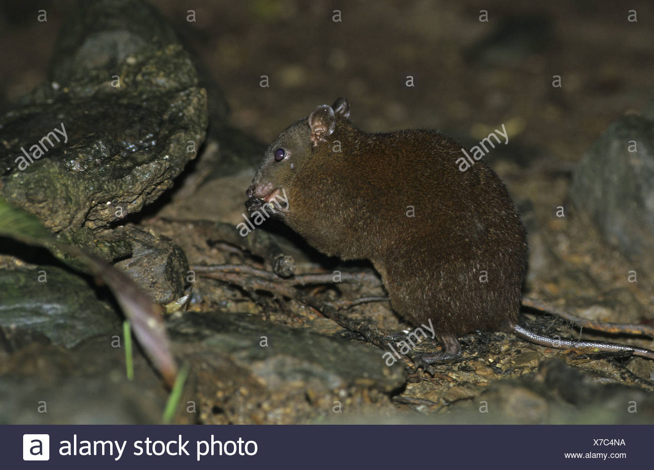 Kangaroo Rat Eating Stock Photos & Kangaroo Rat Eating Stock Images - Alamy