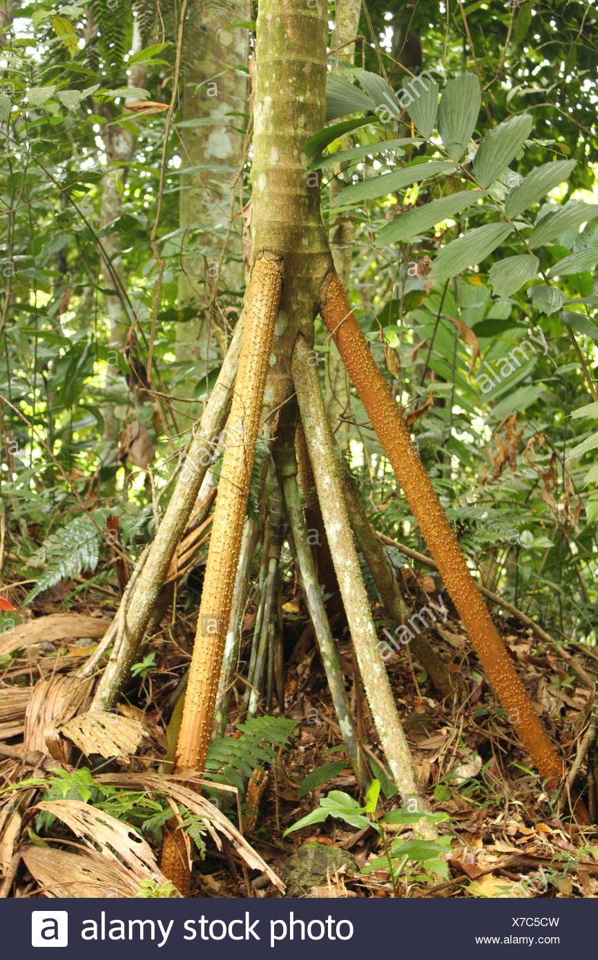 Socratea Exorrhiza Stock Photos & Socratea Exorrhiza Stock Images - Alamy