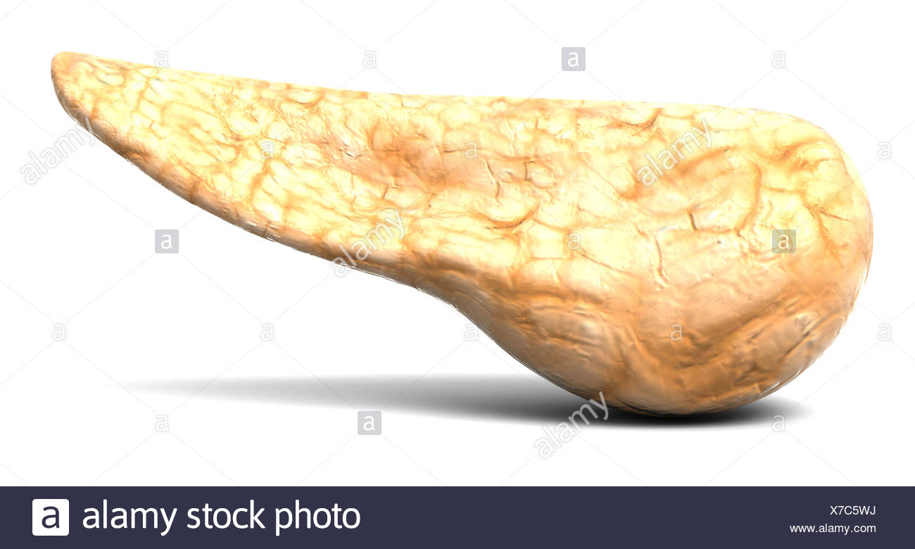 The Pancreas High Resolution Stock Photography and Images - Alamy