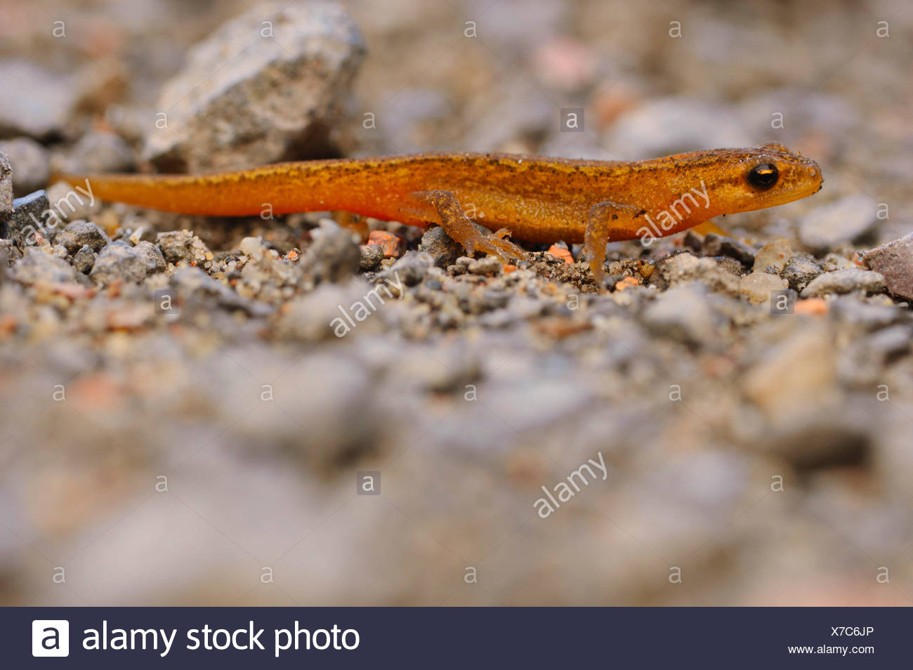 Common Newt Newts Stock Photos & Common Newt Newts Stock Images - Alamy