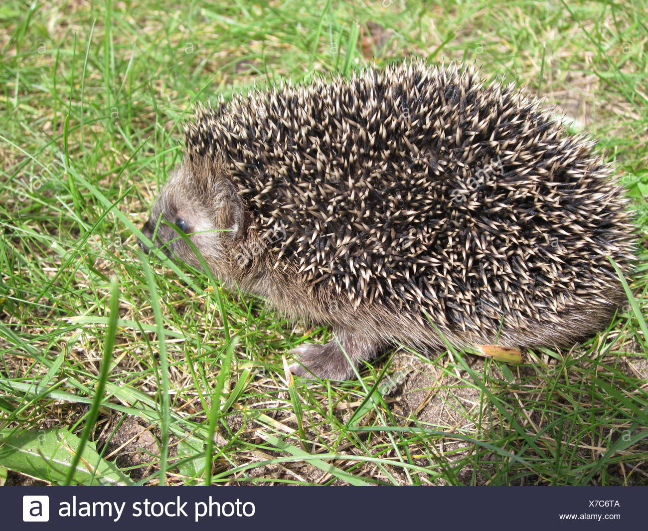 Hedgehog Running Stock Photos & Hedgehog Running Stock Images - Alamy
