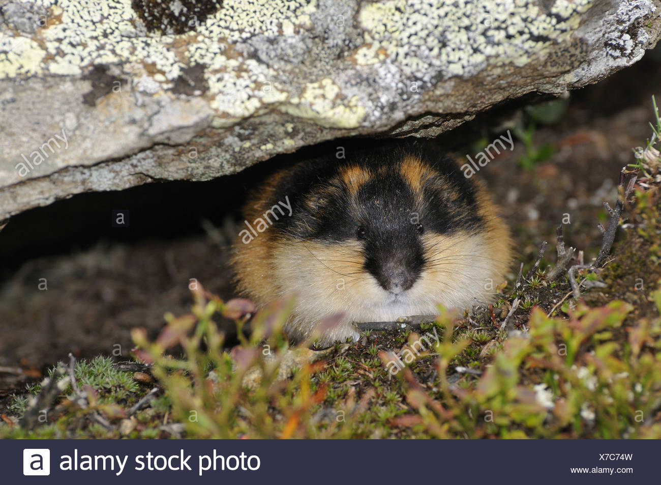 Lemmings Lemming High Resolution Stock Photography and Images - Alamy
