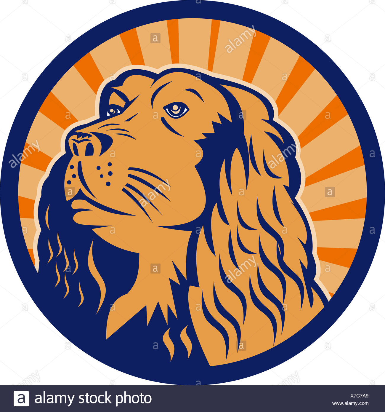 Vector Illustration Springer Spaniel Dog High Resolution Stock ...