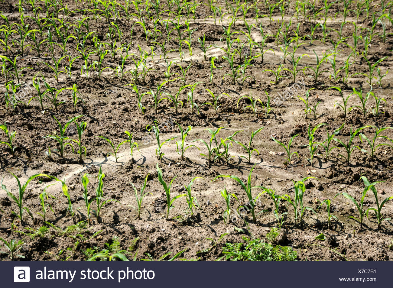Soil Erosion High Resolution Stock Photography and Images - Alamy