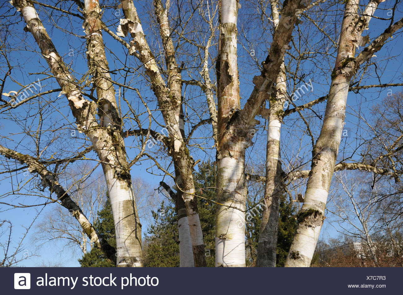 Himalayan Birch Tree Stock Photos & Himalayan Birch Tree Stock Images ...