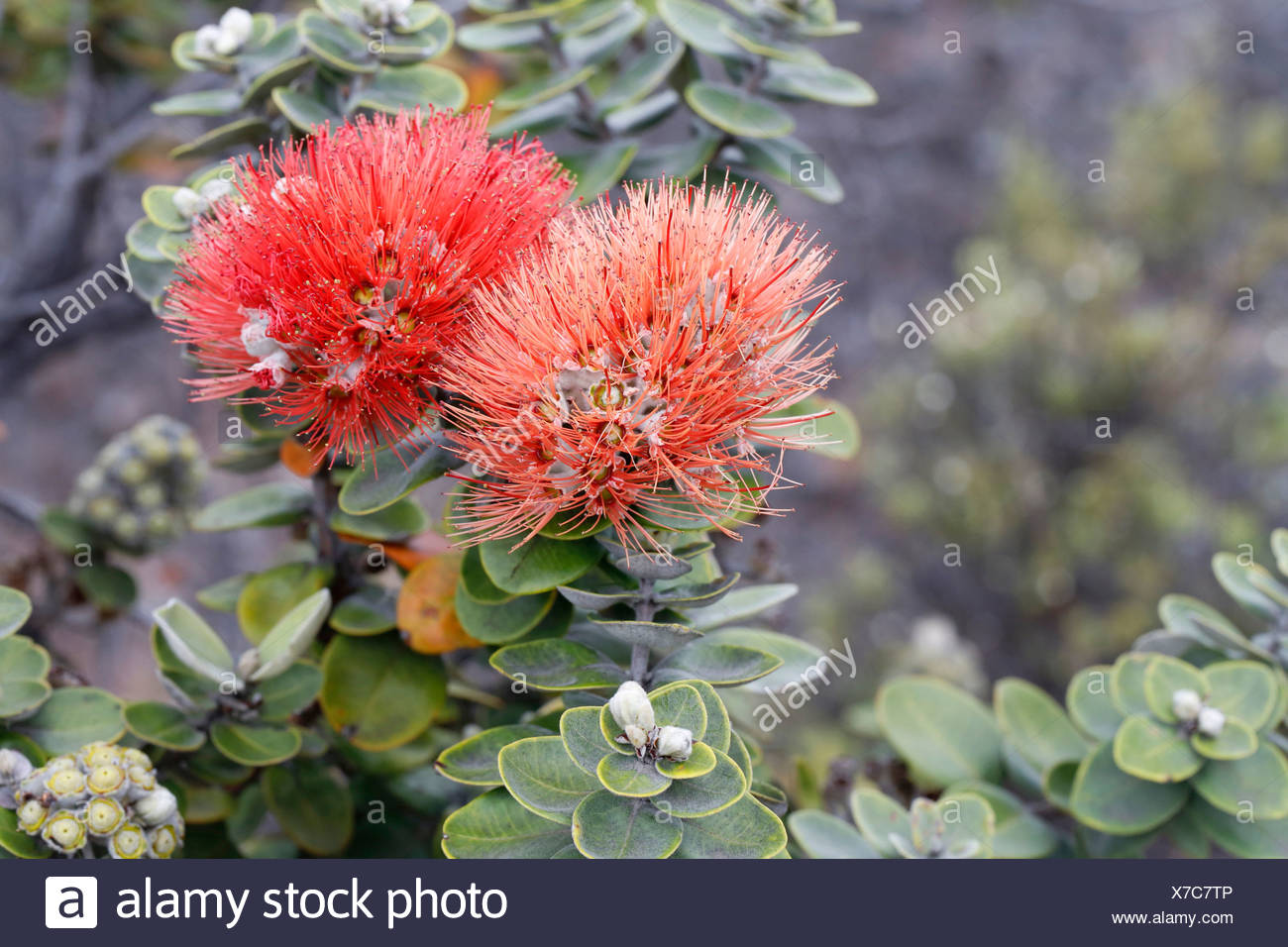 Ohia Lehua Blossom High Resolution Stock Photography and Images - Alamy