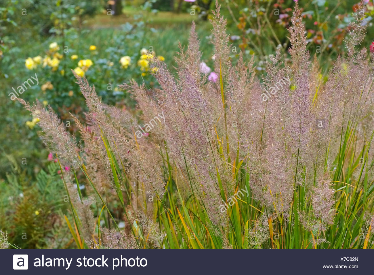 Diamantgras High Resolution Stock Photography and Images - Alamy