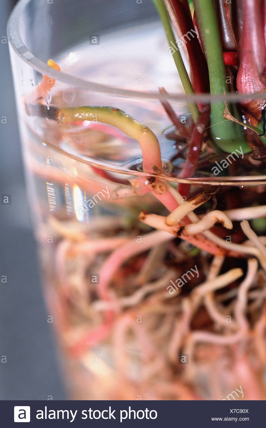 Glass Roots High Resolution Stock Photography and Images - Alamy