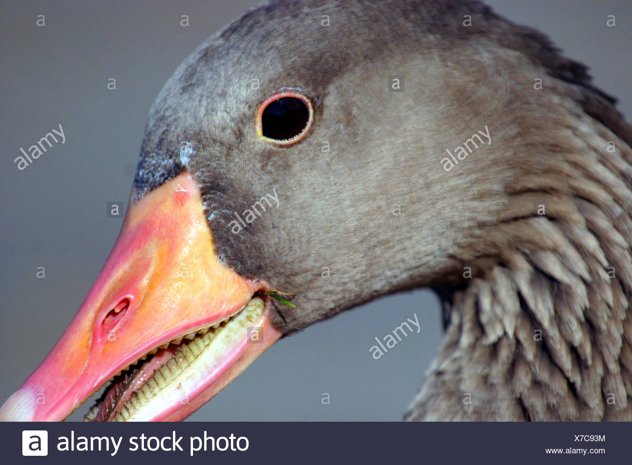 Geese Teeth