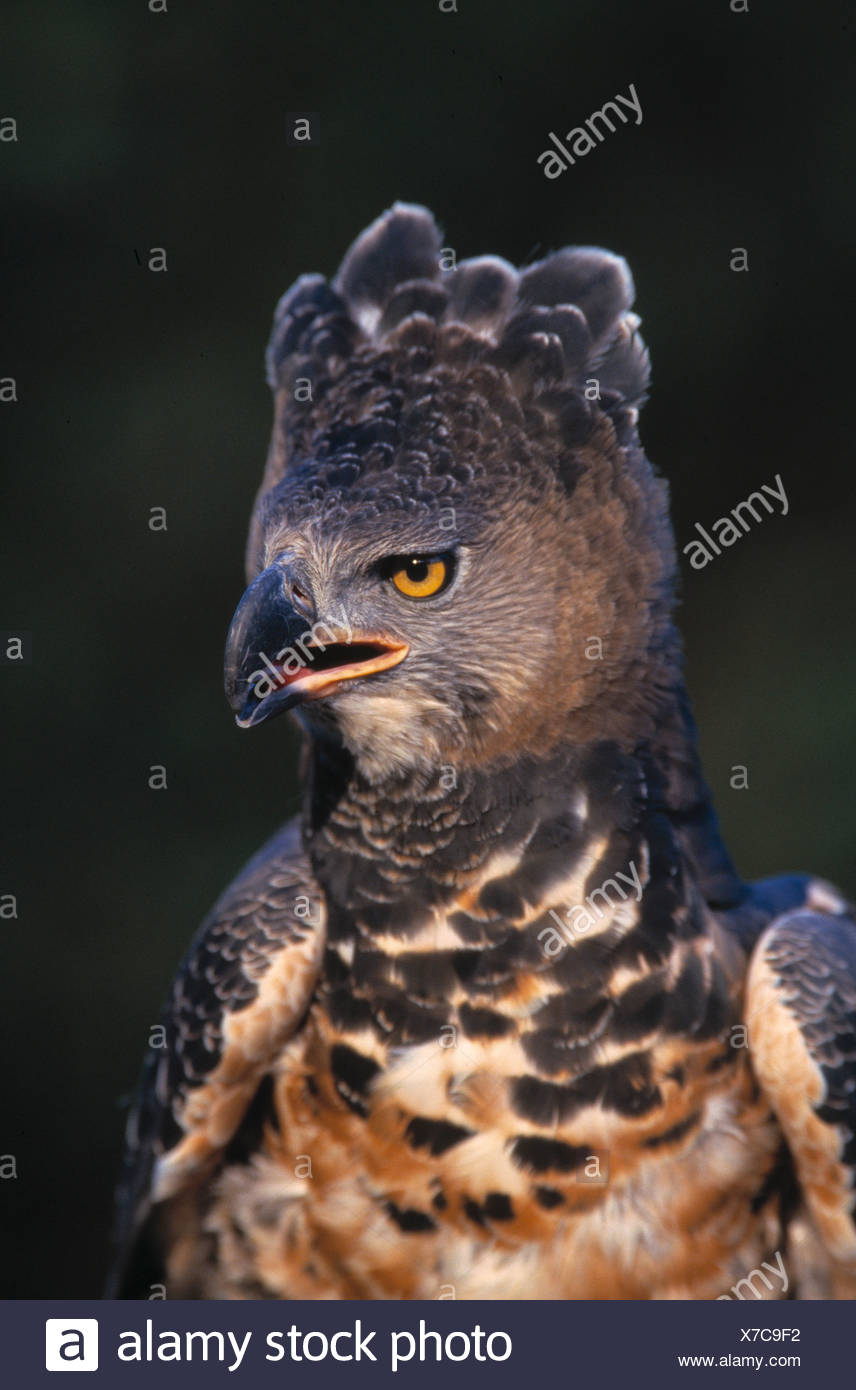 African Crowned Eagle Stock Photos & African Crowned Eagle Stock Images ...